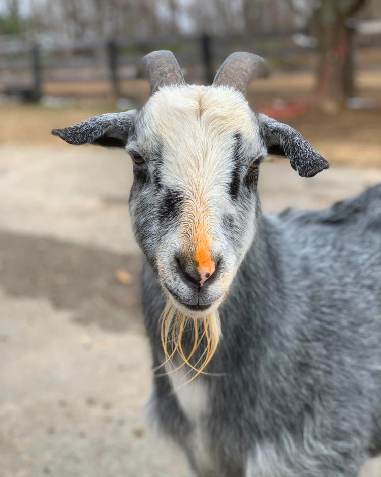 Tribe Animal Sanctuary